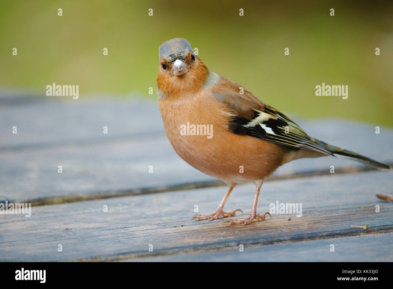 A male chaffinch on a bench, looking directly at the camera Stock Photo ...