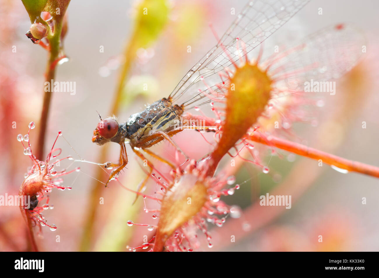 Oblong sundew captures a male red damselfly Stock Photo - Alamy