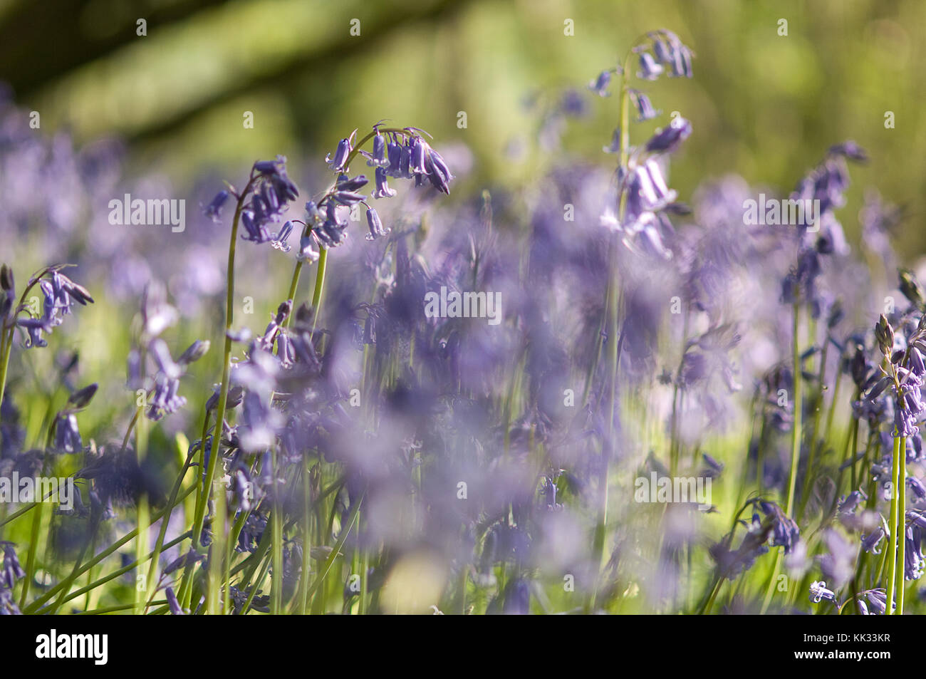English bluebells, Dorset Stock Photo - Alamy