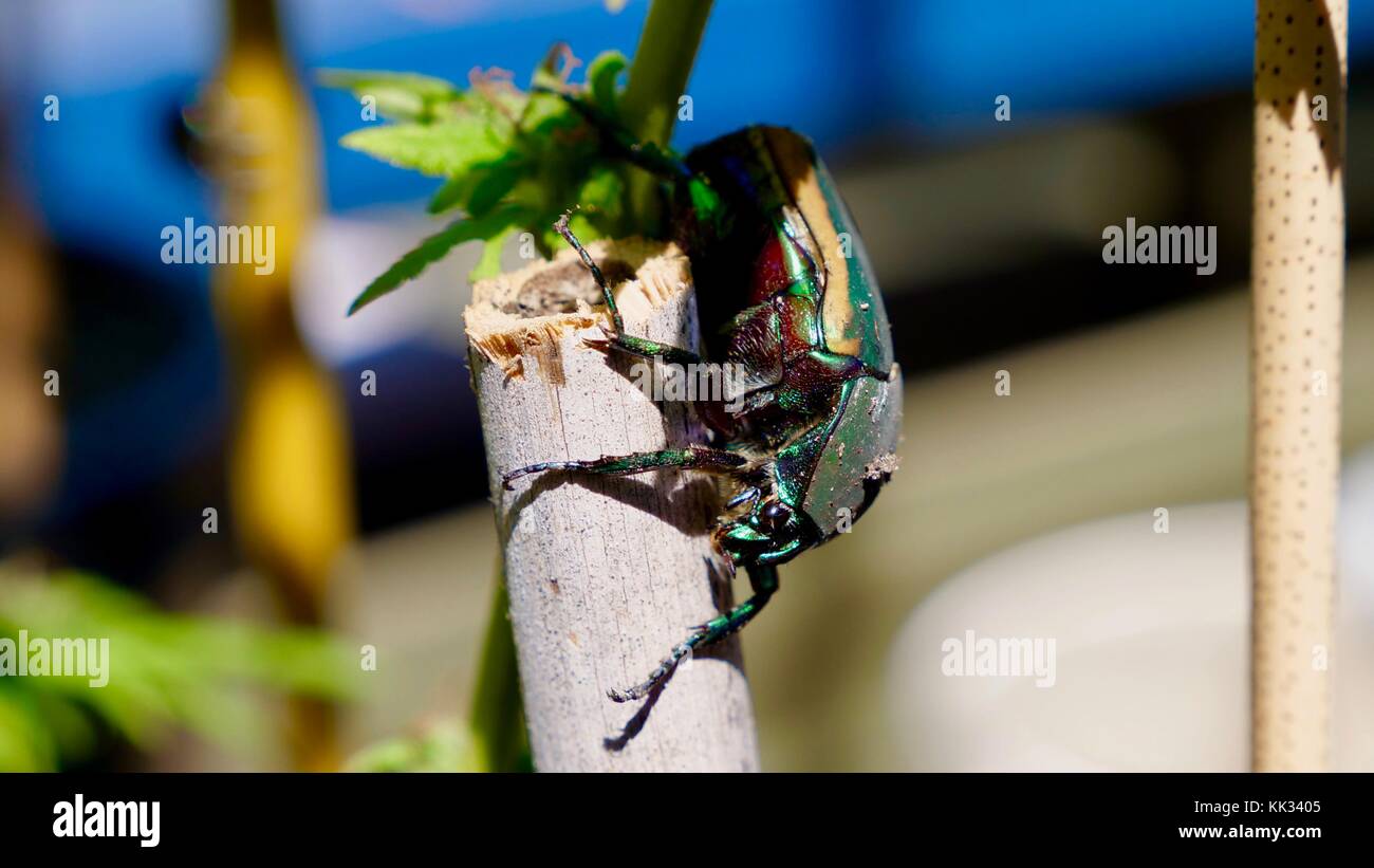 green fig beetle Stock Photo - Alamy
