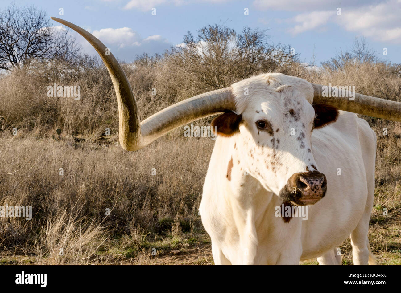 Long horn bull hi-res stock photography and images - Alamy