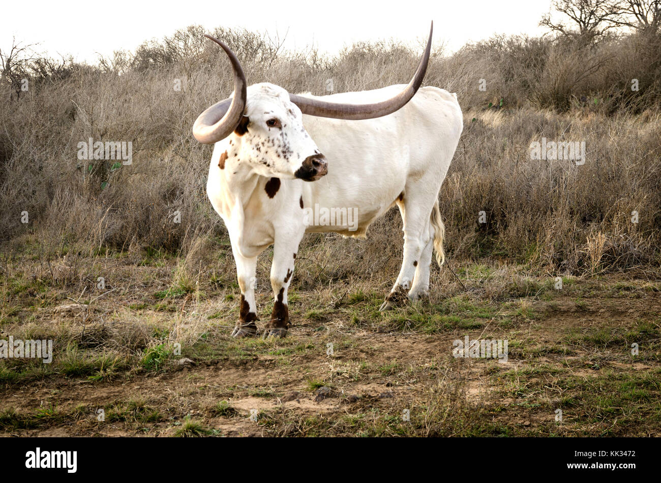 Texas longhorn bull hi-res stock photography and images - Alamy