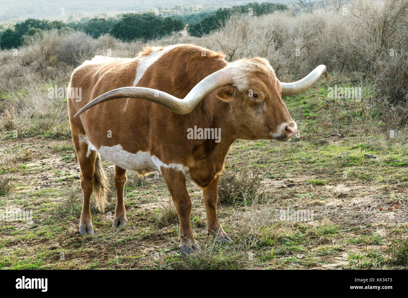 Bull with long horns hi-res stock photography and images - Alamy