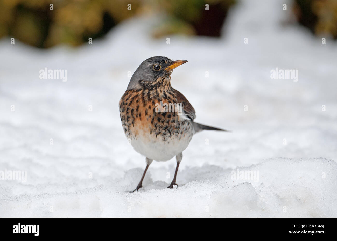 Fieldfare-Turdus pilaris on snow. Winter. Uk Stock Photo - Alamy