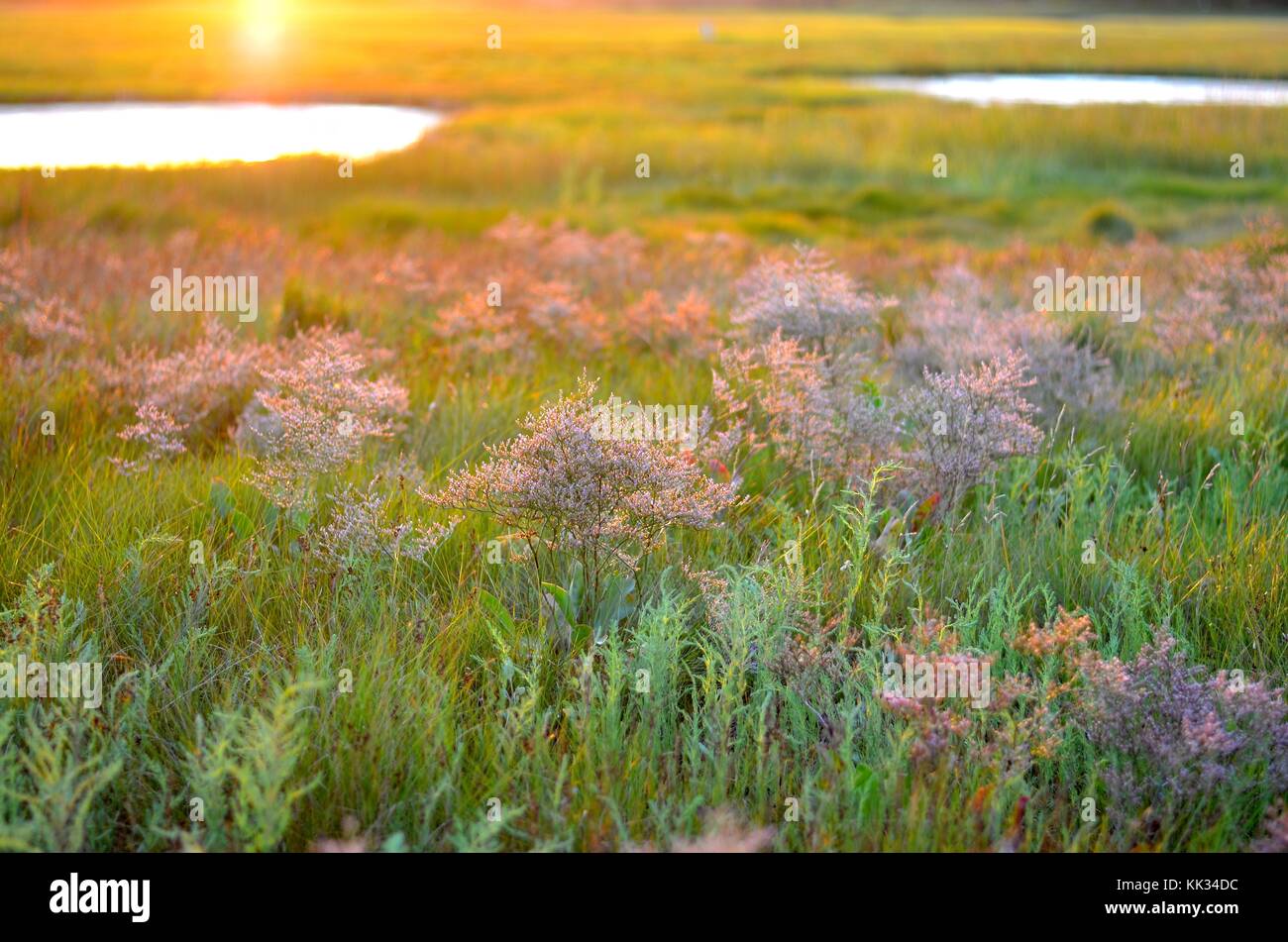 Golden hour flowers Stock Photo - Alamy
