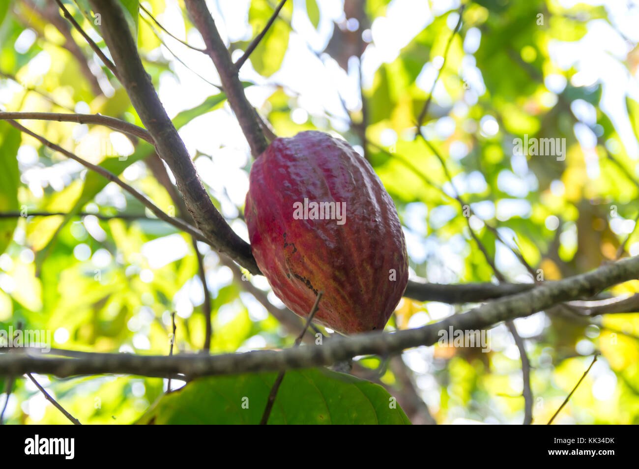 Single cocoa fruit on a leaf background Stock Photo - Alamy