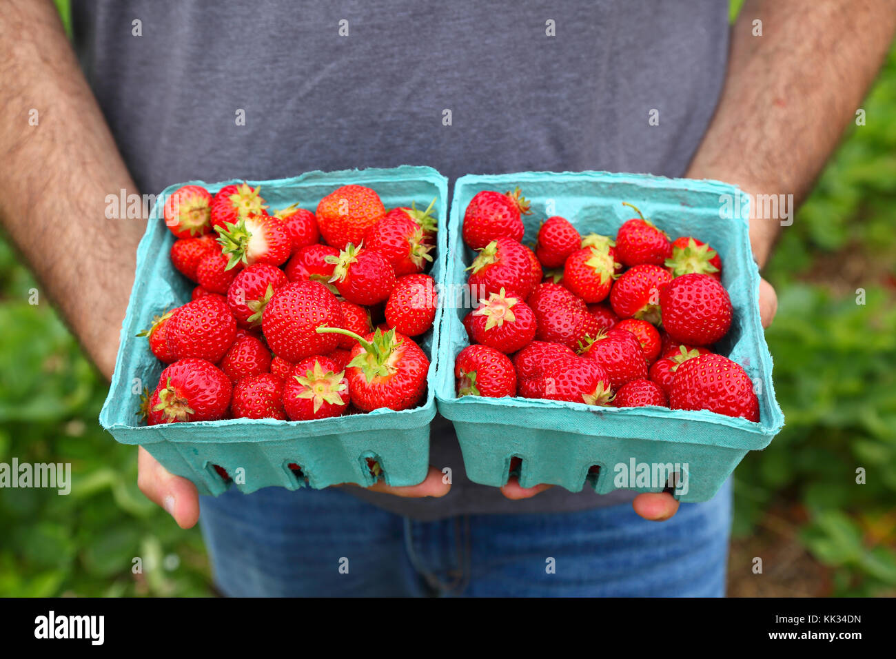 Man holding pint of strawberries Stock Photo - Alamy