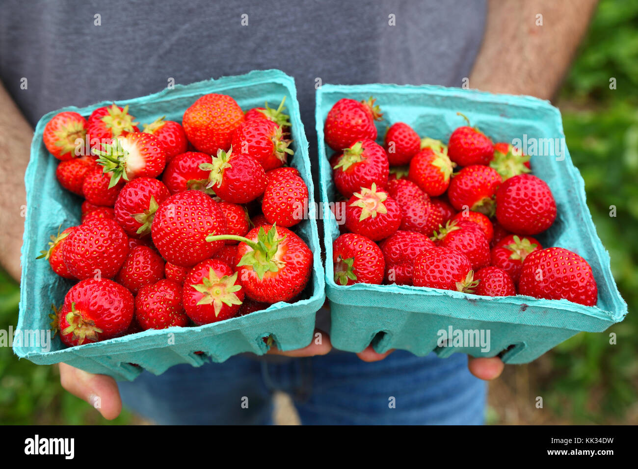 Man holding pint of strawberries Stock Photo - Alamy
