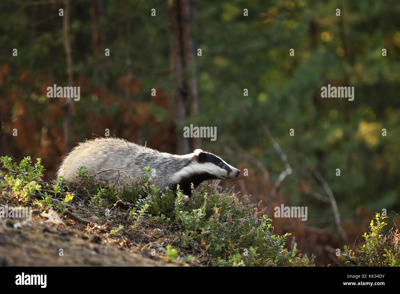 Ursus meles hi-res stock photography and images - Alamy