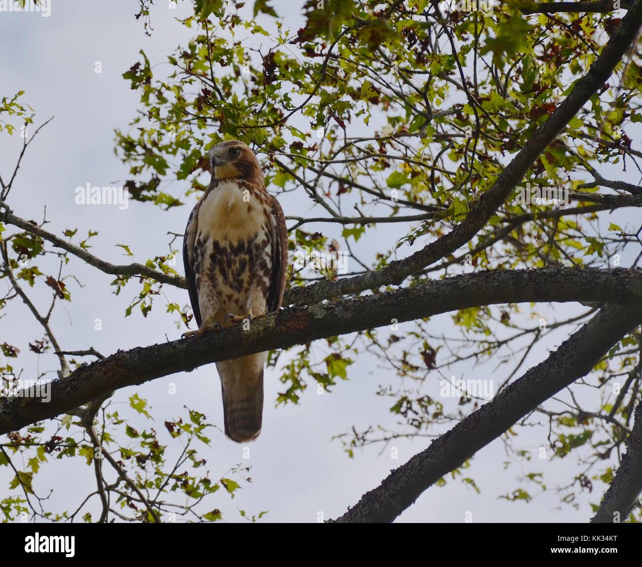 Hawk in tree hi-res stock photography and images - Alamy