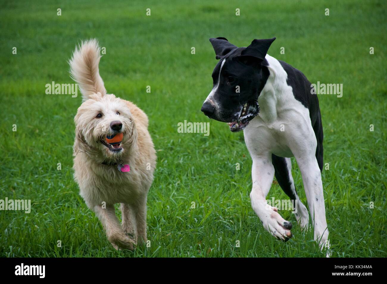 Cute Dogs playing Stock Photo - Alamy