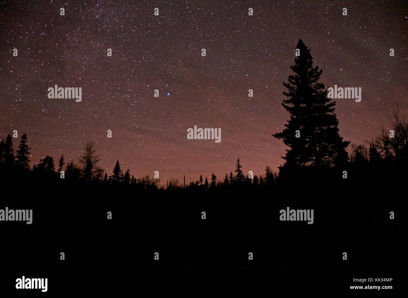 Trees with night sky Stock Photo - Alamy
