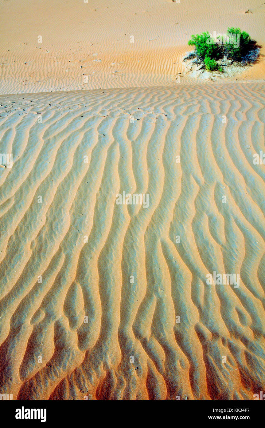 Wind-formed patterns in this collection of sand in the Arabian Desert ...