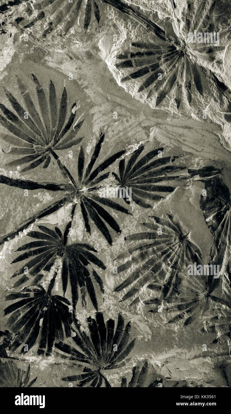China fossil hi-res stock photography and images - Alamy