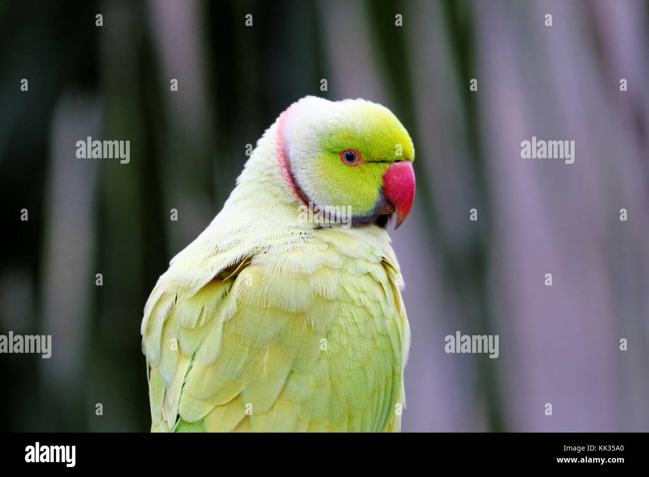 Closeup of a parrot, South Africa Stock Photo - Alamy