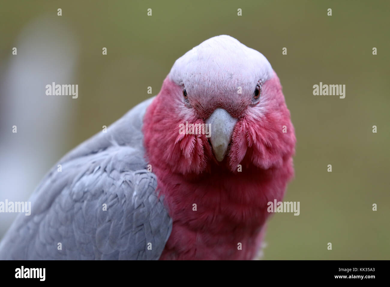Closeup of a parrot, South Africa Stock Photo - Alamy