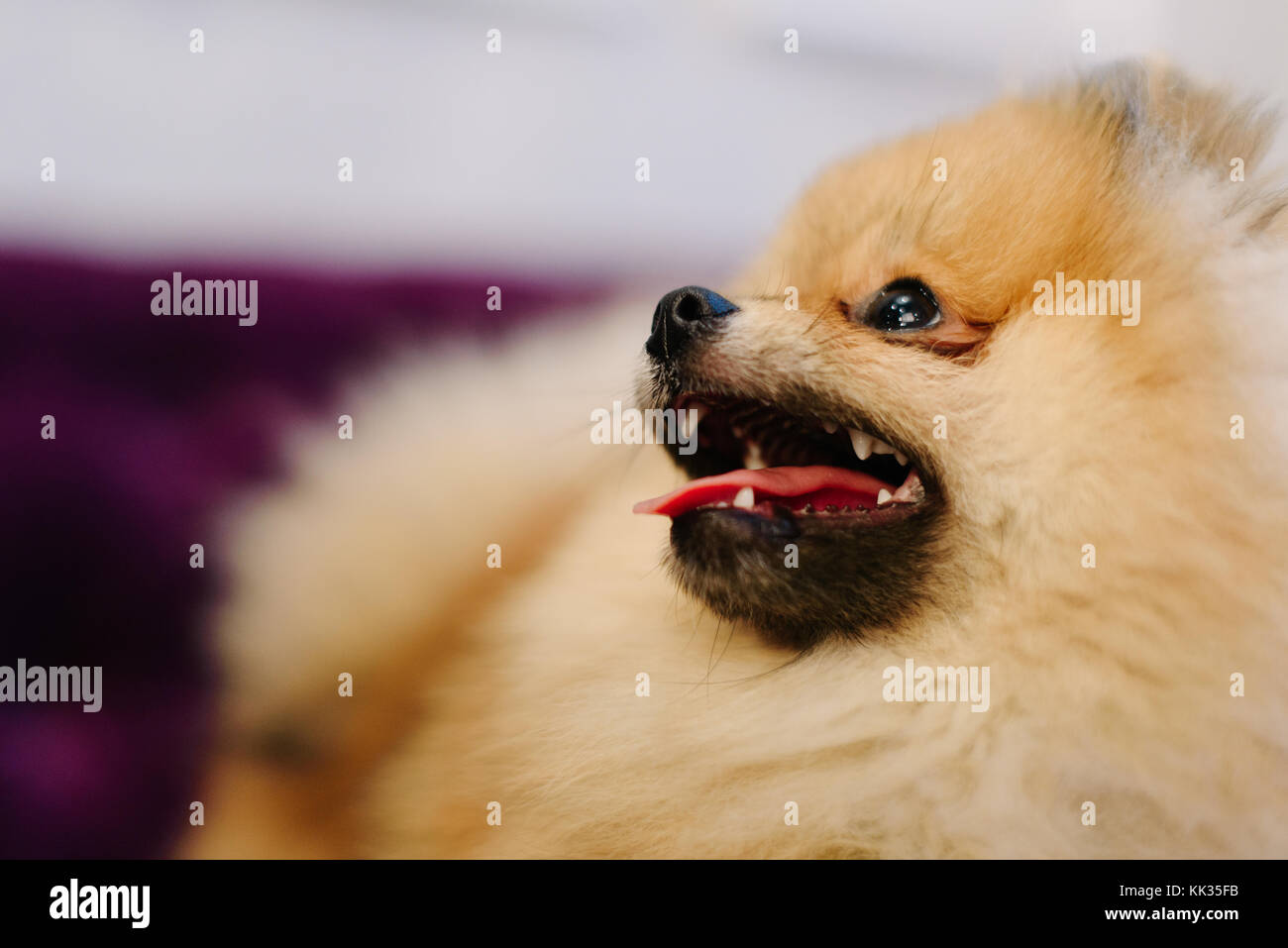Fluffy pomeranian spitz stands on violet couch Stock Photo - Alamy