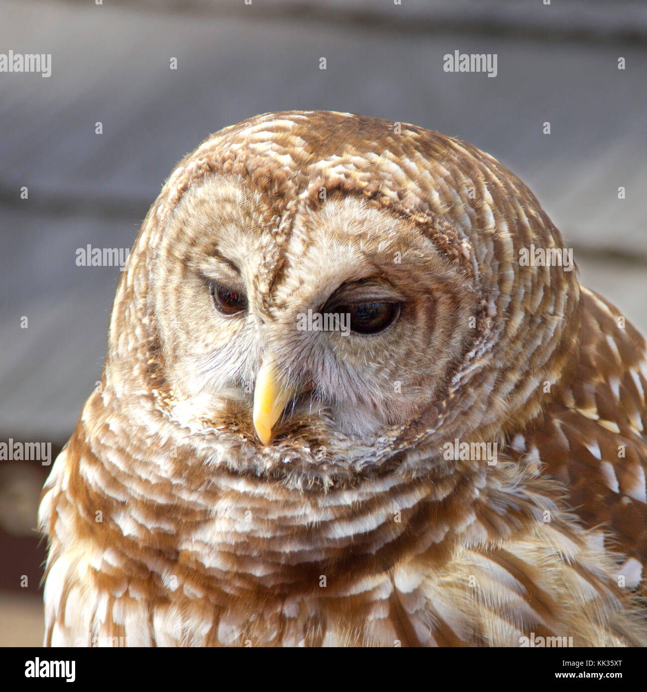Close up photograph of a barred owl Stock Photo - Alamy
