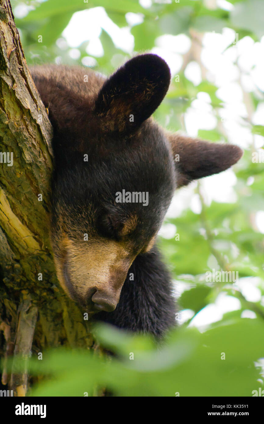 A black bear cub sleeping in a tree Stock Photo - Alamy