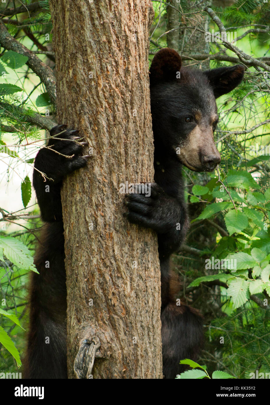 Bear claw tree hi-res stock photography and images - Alamy