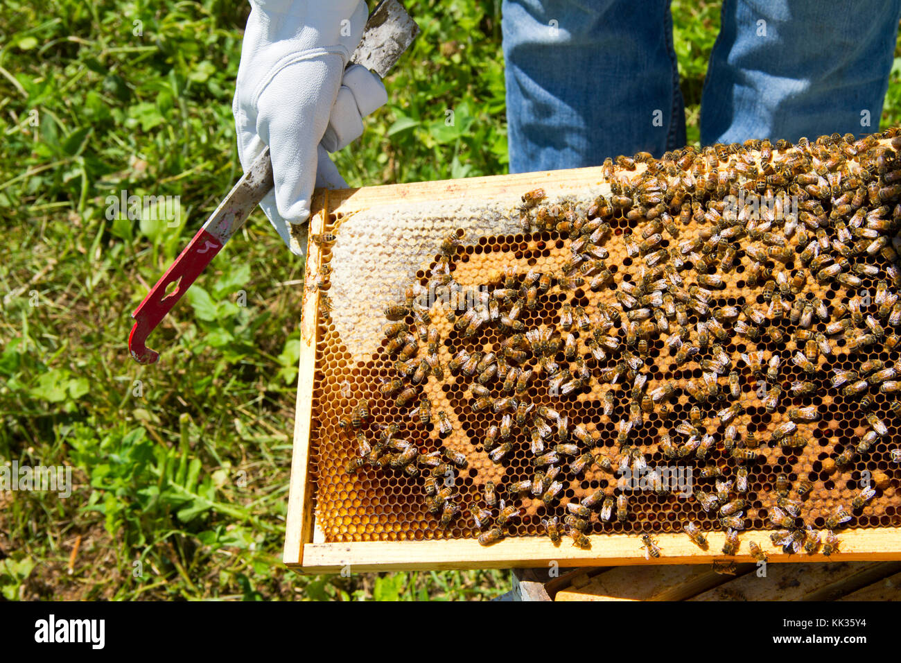 Closeup of a beekeeper managing honey bees that are producing honey in ...