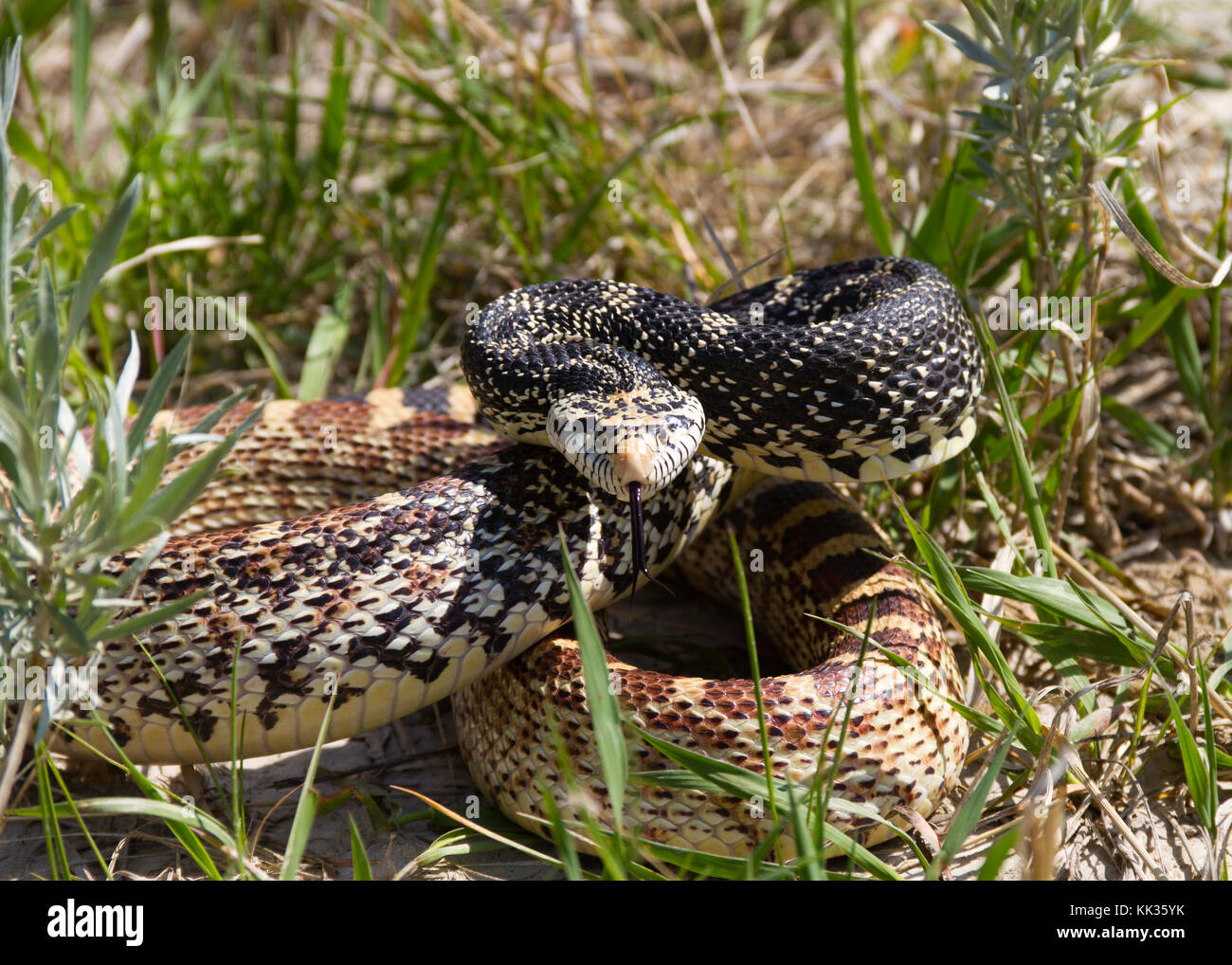 Bull Snake (Pituophis catenifer sayi) poised to strike Stock Photo - Alamy
