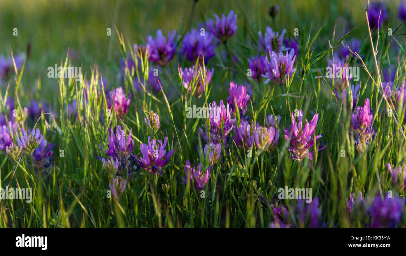 Pink meadow wild flowers with sunlight closeup Stock Photo - Alamy