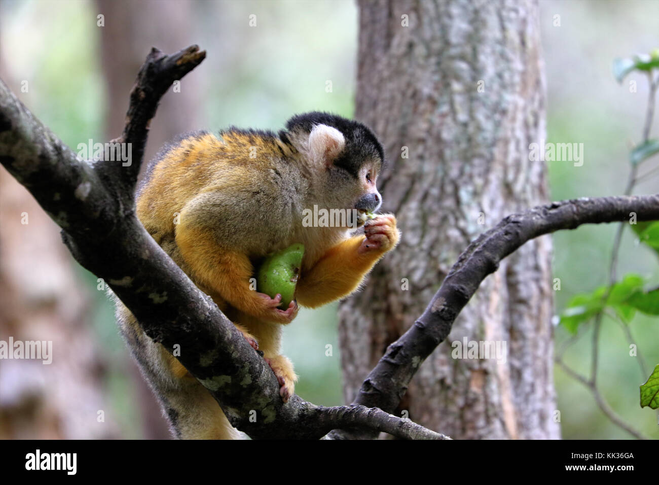 Black-capped squirrel monkey, South Africa Stock Photo - Alamy
