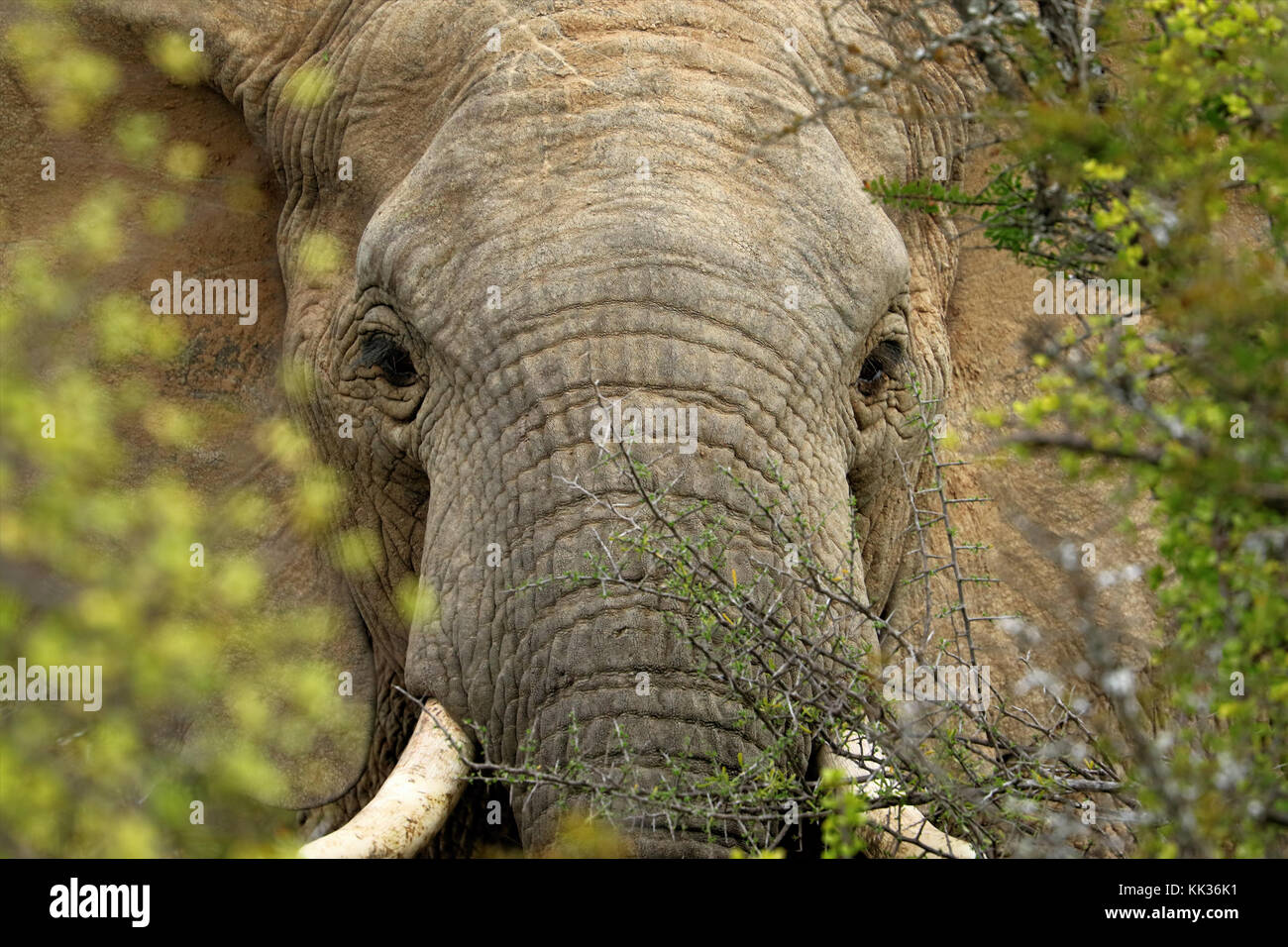 Elephants in the Addo Elephants National Park, South Africa Stock Photo ...
