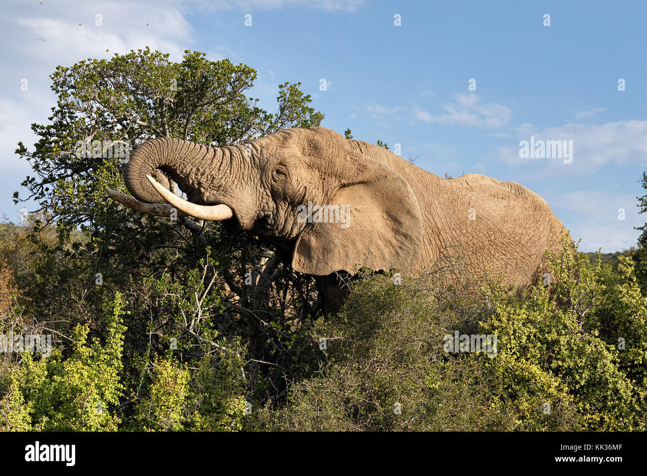 Elephants in the Addo Elephants National Park, South Africa Stock Photo ...
