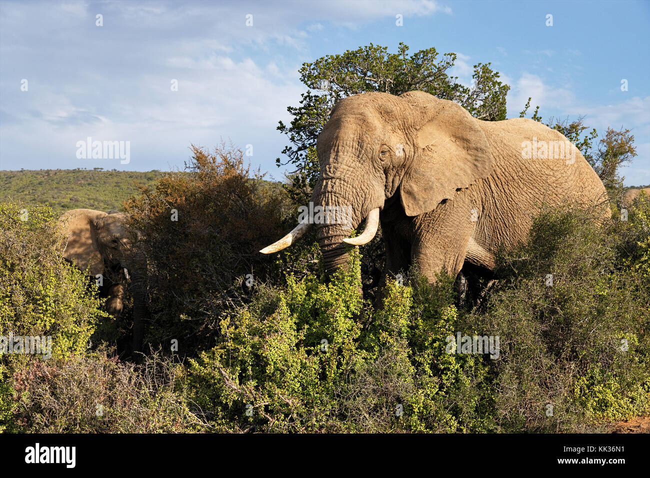 Elephants in the Addo Elephants National Park, South Africa Stock Photo ...