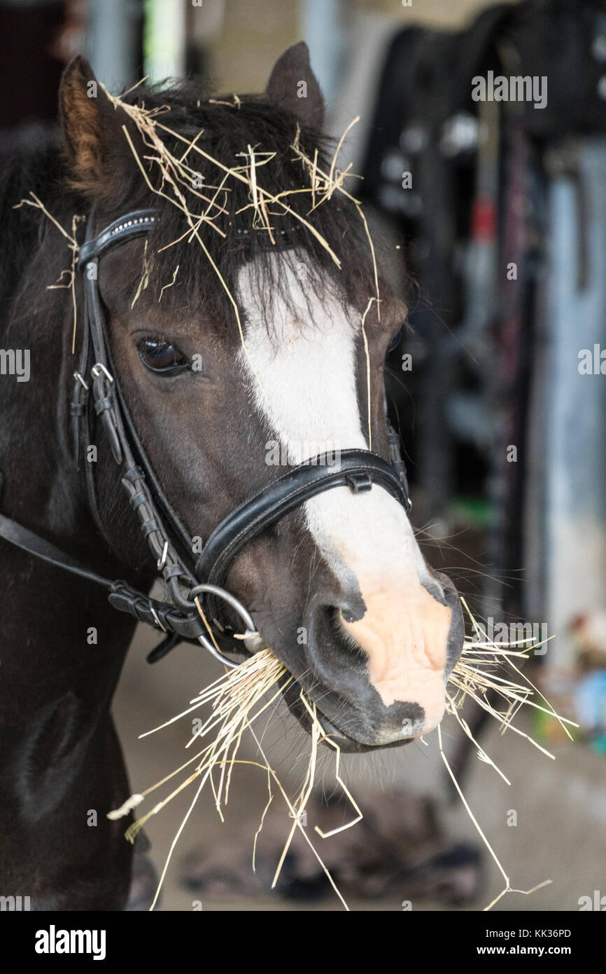 Fenced pony eats hay and has some of it on its head Stock Photo - Alamy