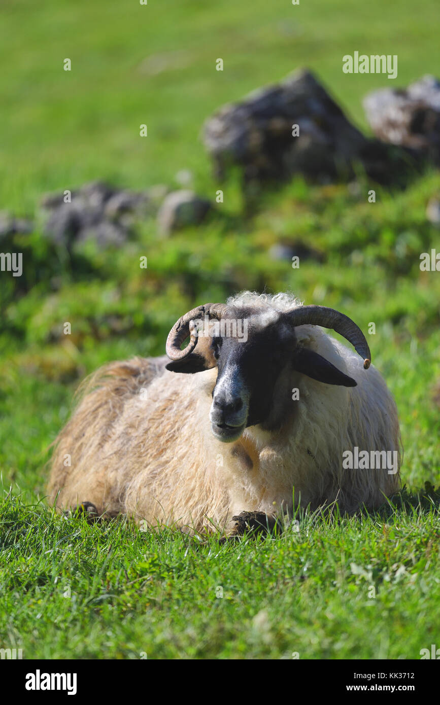 Sheep resting on the grass in clear daylight Stock Photo - Alamy