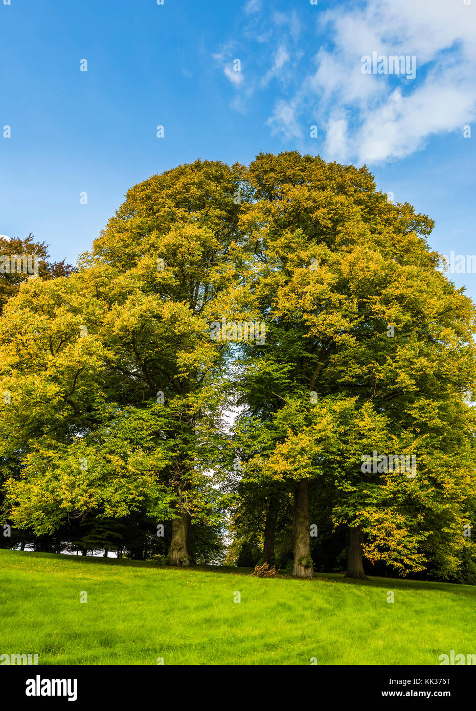 Two oak trees close hi-res stock photography and images - Alamy