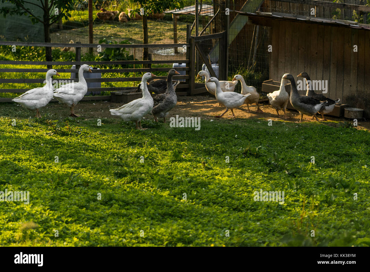 Geese in summer goose house hi-res stock photography and images - Alamy