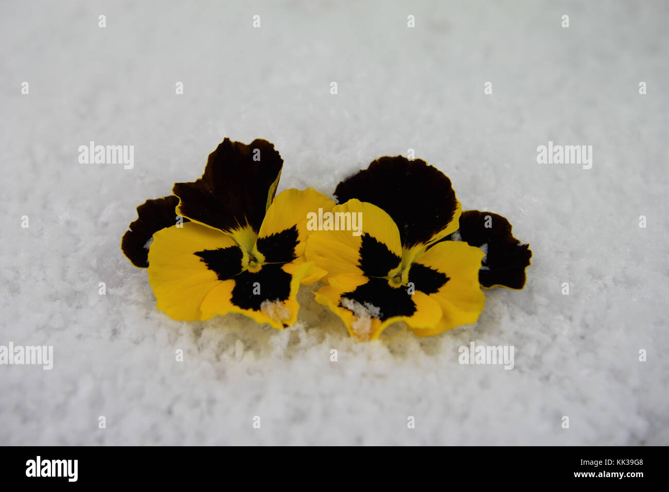 English pansy hi-res stock photography and images - Alamy