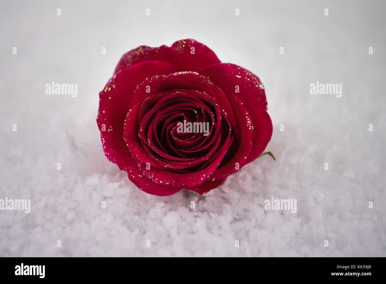 Red rose and snow white hi-res stock photography and images - Alamy