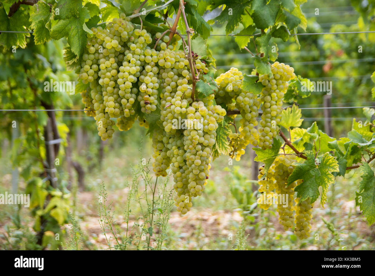 Grape vines in Balaton wine region, Hungary Stock Photo - Alamy