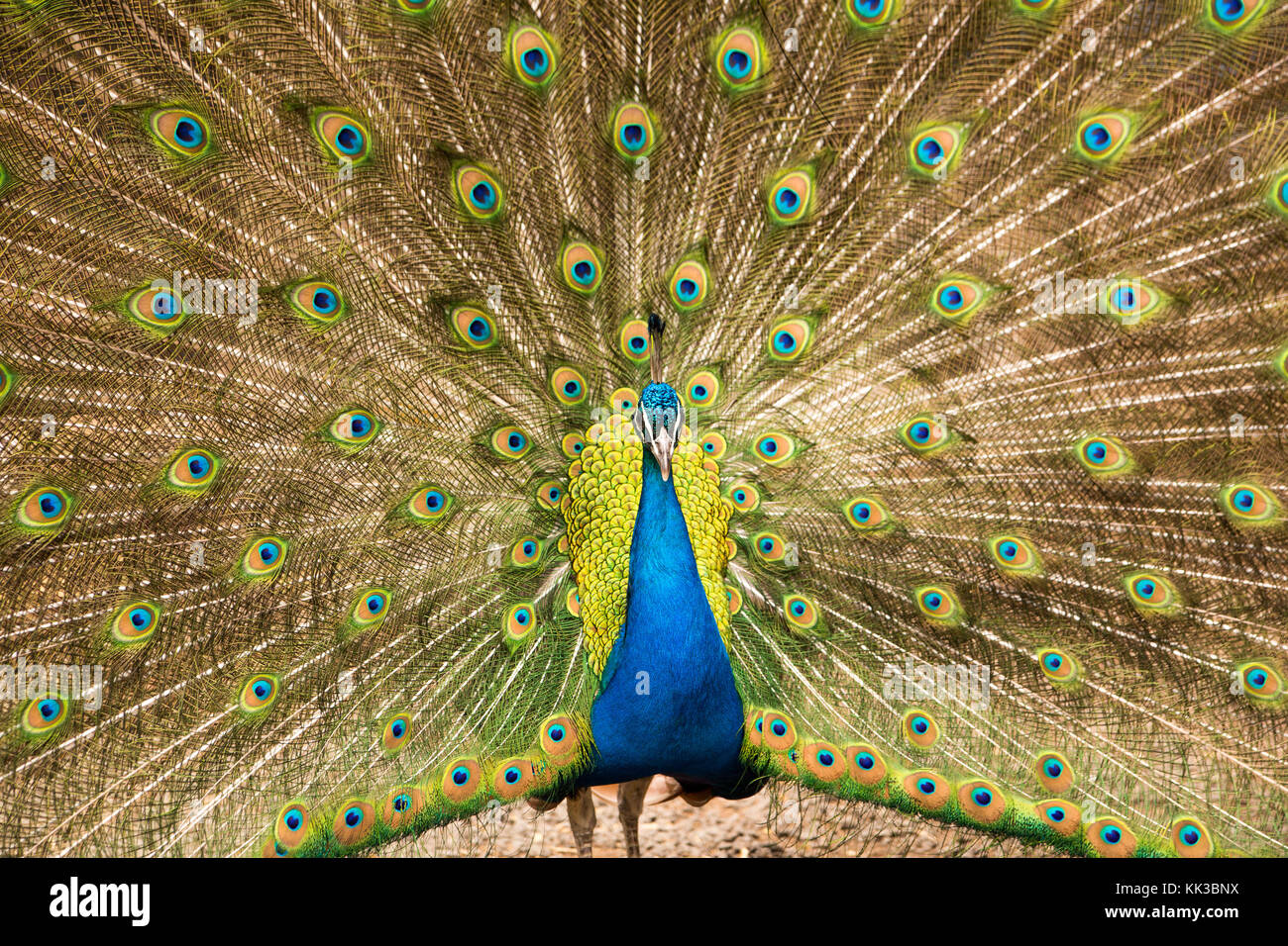 Pickook hi-res stock photography and images - Alamy