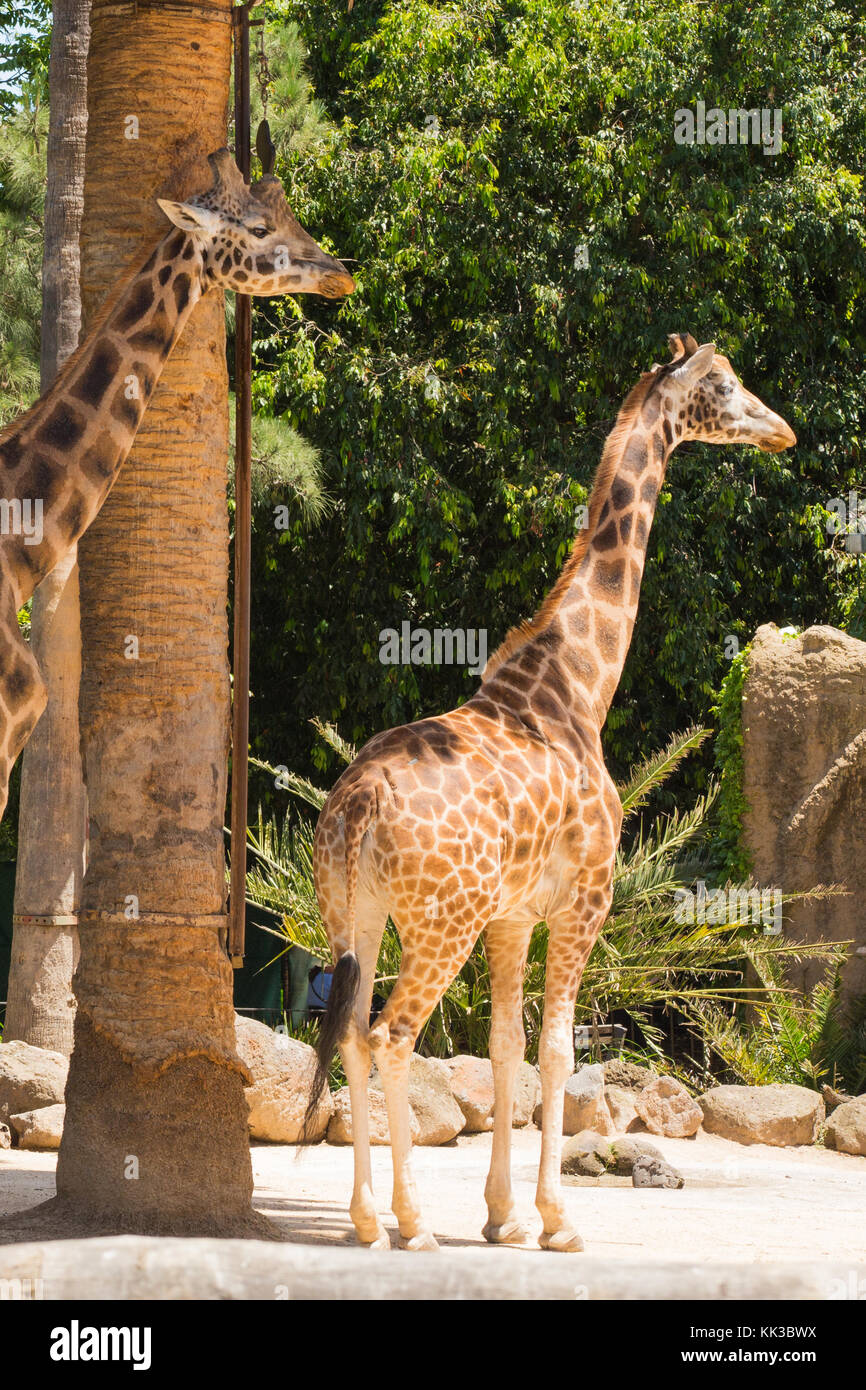 Giraffe. Zoo. Australia Stock Photo - Alamy