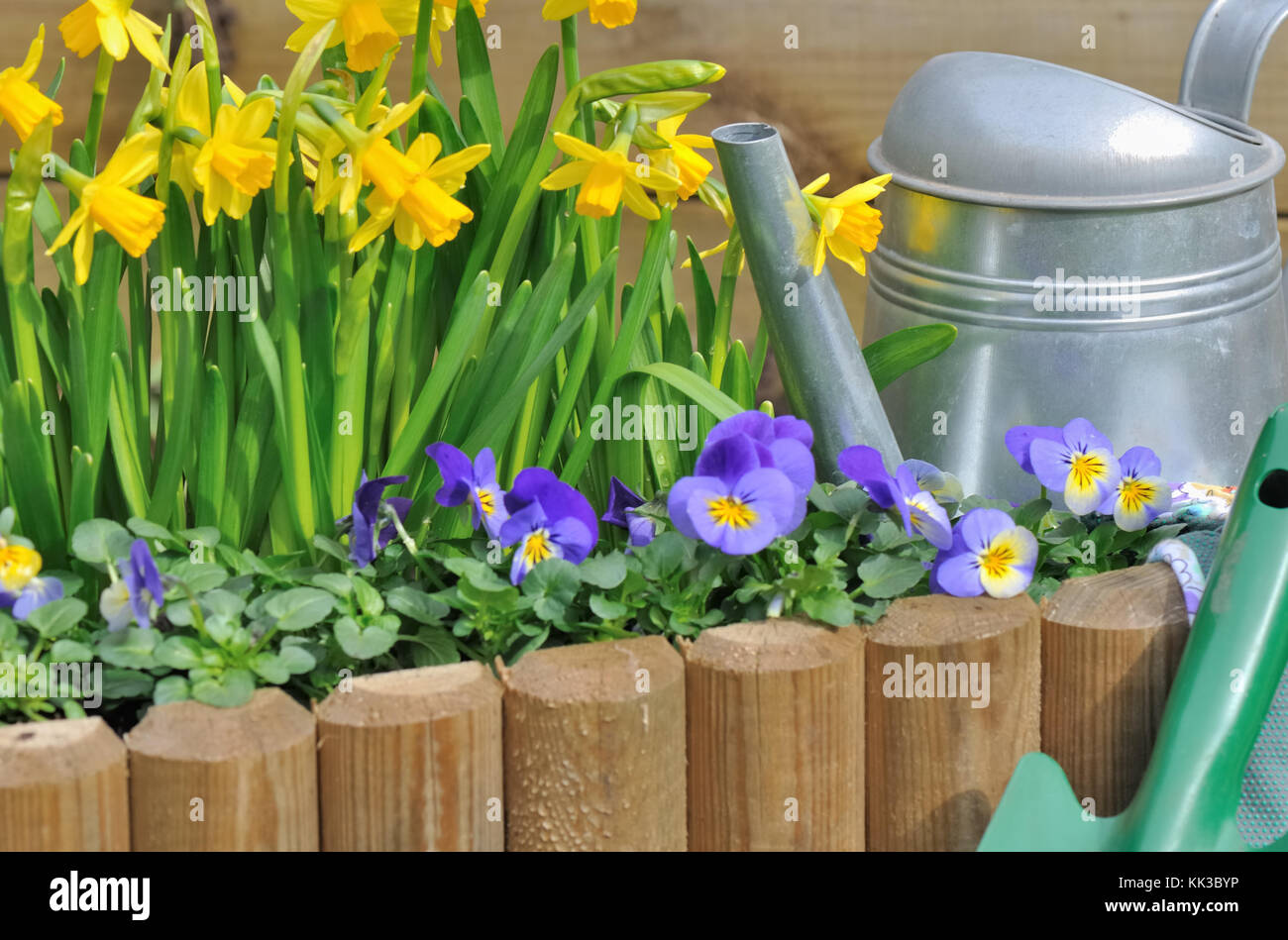 daffodils and viola in a flowerbed with watering can Stock Photo - Alamy