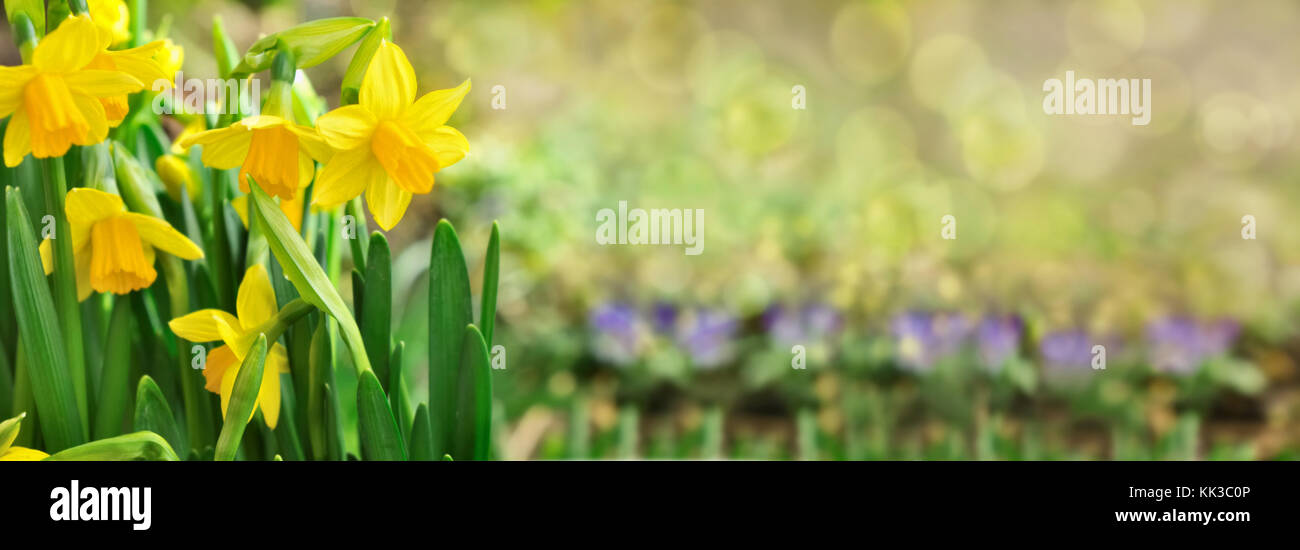 Where To See The Most Beautiful Daffodil Displays Gardening