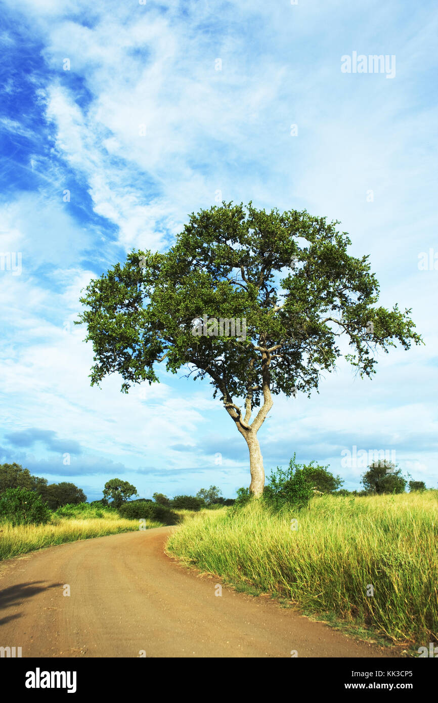 Leadwood (Combretum imberbe) photographed in Kruger National Park Stock ...