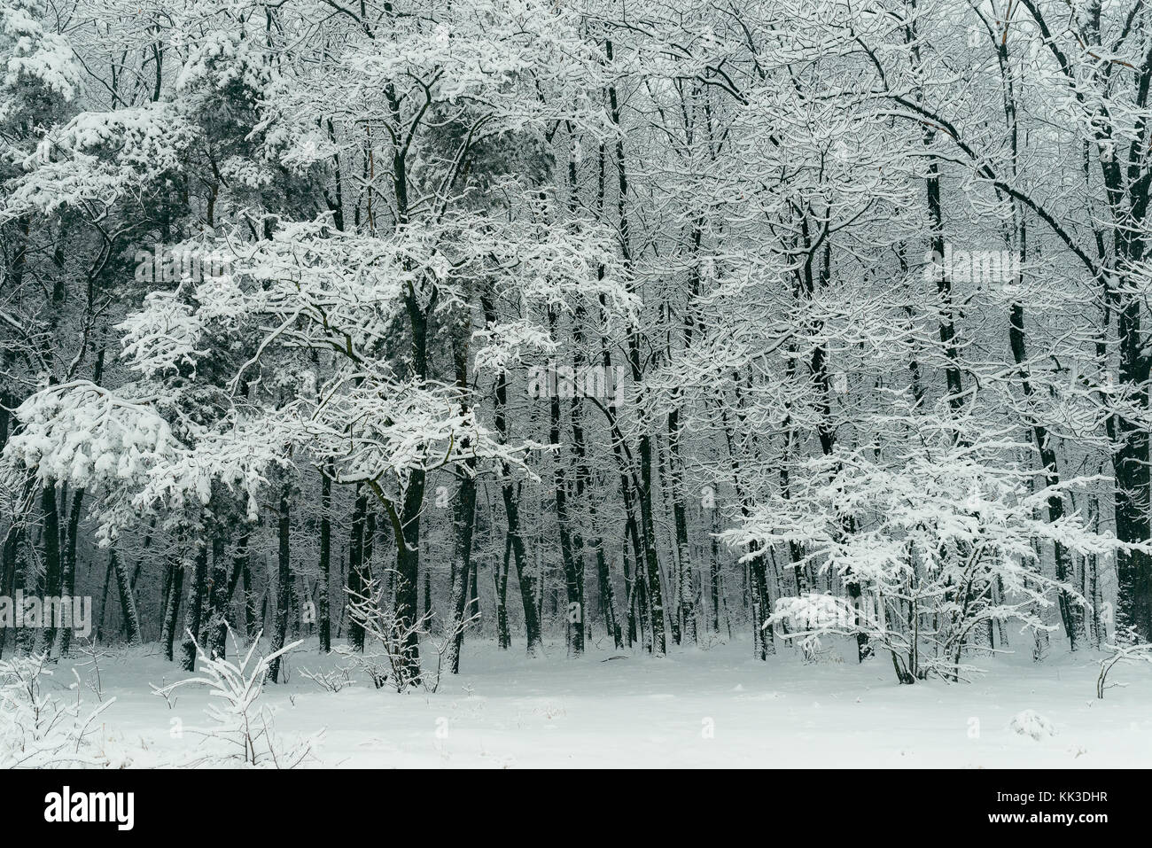 Forest trees are covered with fluffy snow in winter. Close-up vertical ...