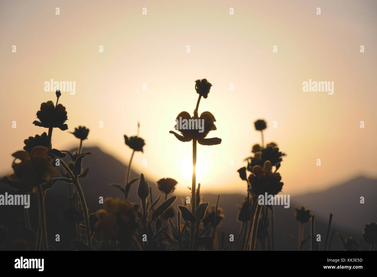 Flowers at a greek evening with a nice blured sunset as a backround ...