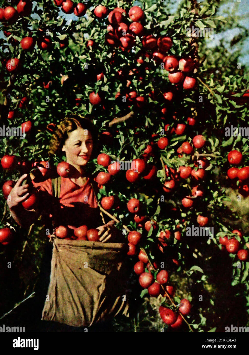 Apple growers america hi-res stock photography and images - Alamy