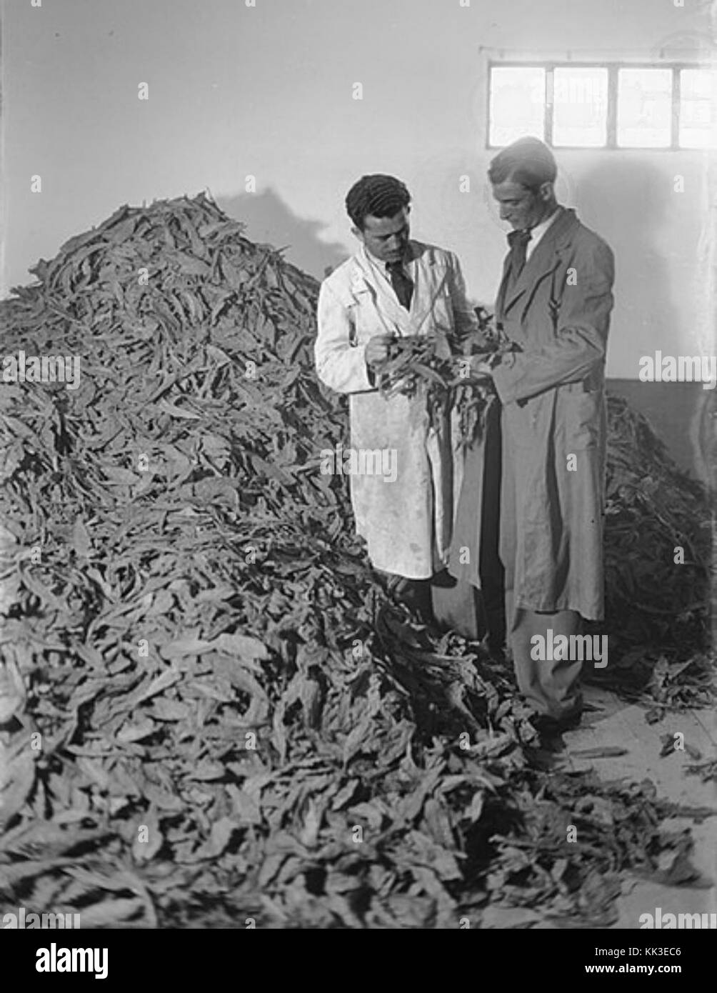 Dubek, cigarette factory, Bnei Brak (000y0hl Stock Photo - Alamy