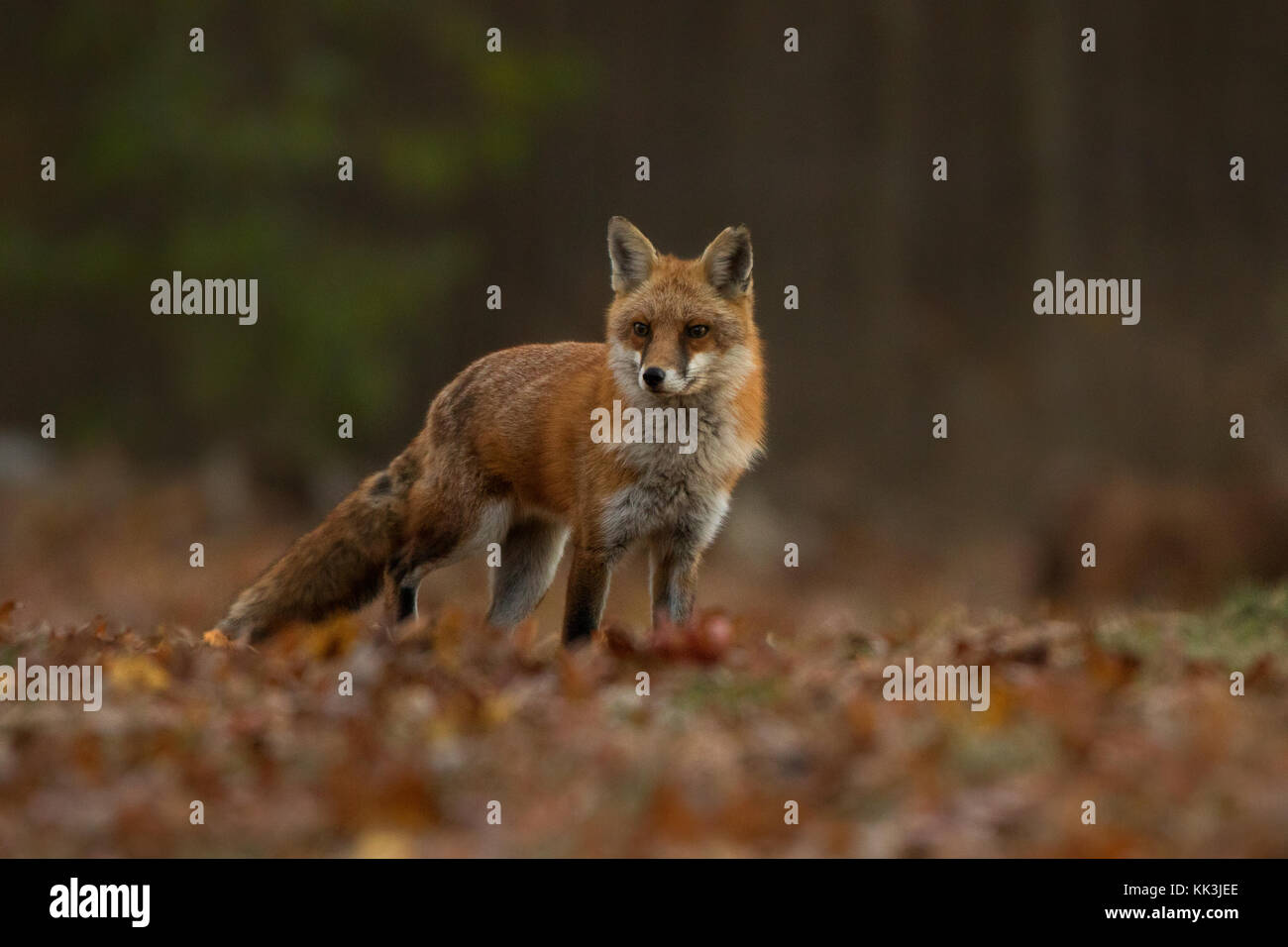 Notch ridge hi-res stock photography and images - Alamy