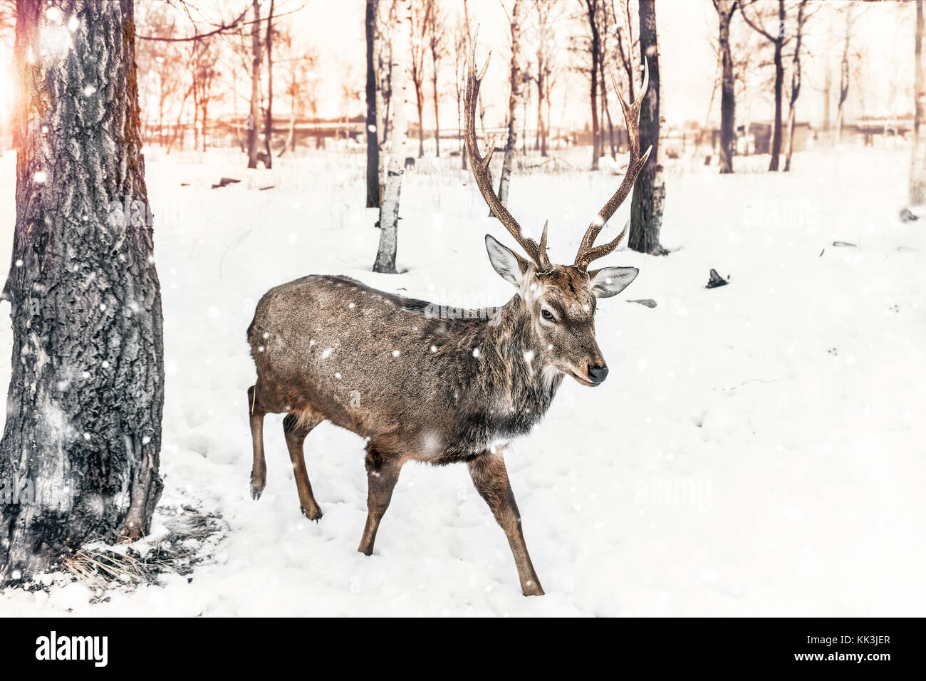 Deer Feeding Snow High Resolution Stock Photography and Images - Alamy