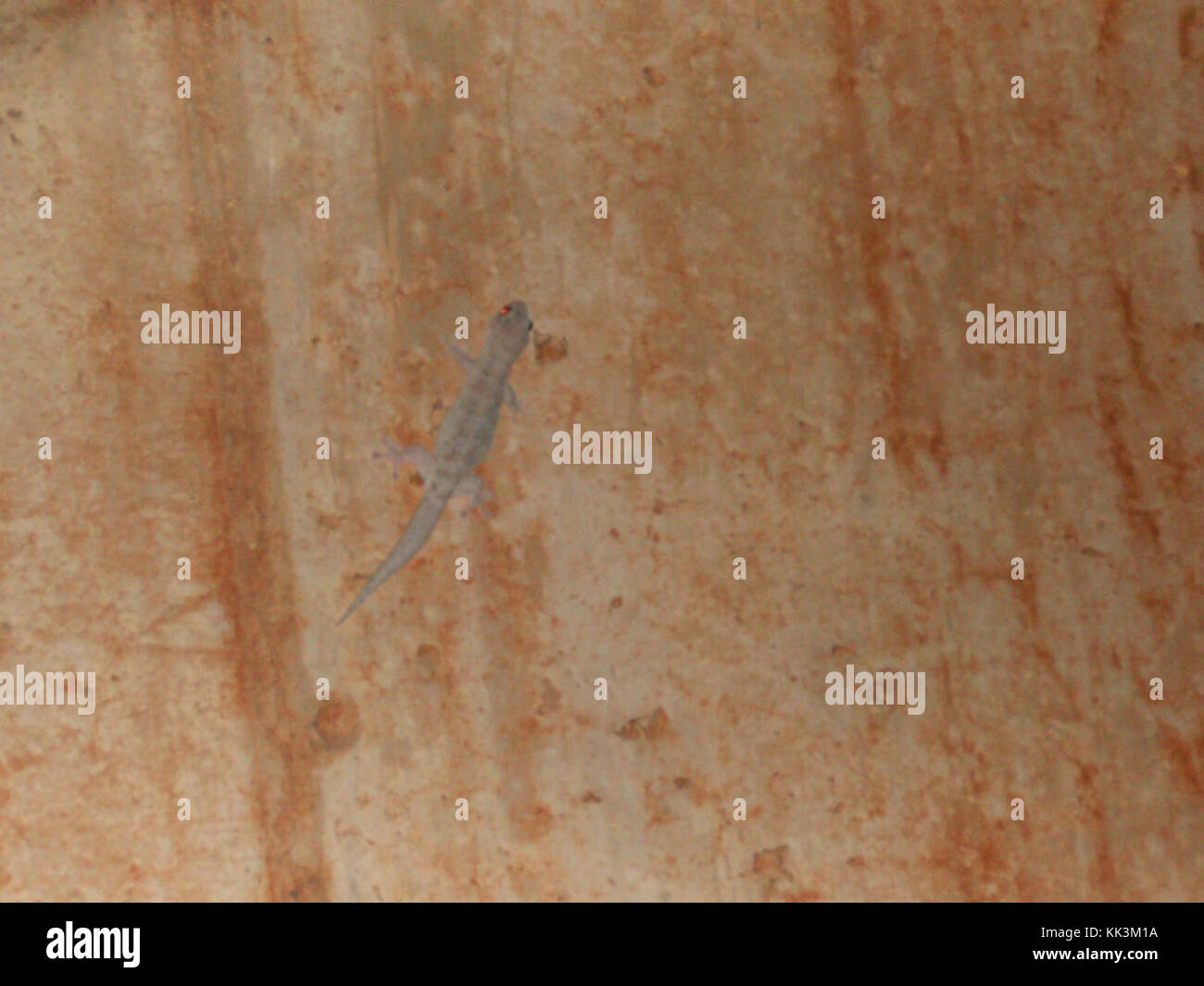 Iranian biodiversity hi-res stock photography and images - Alamy